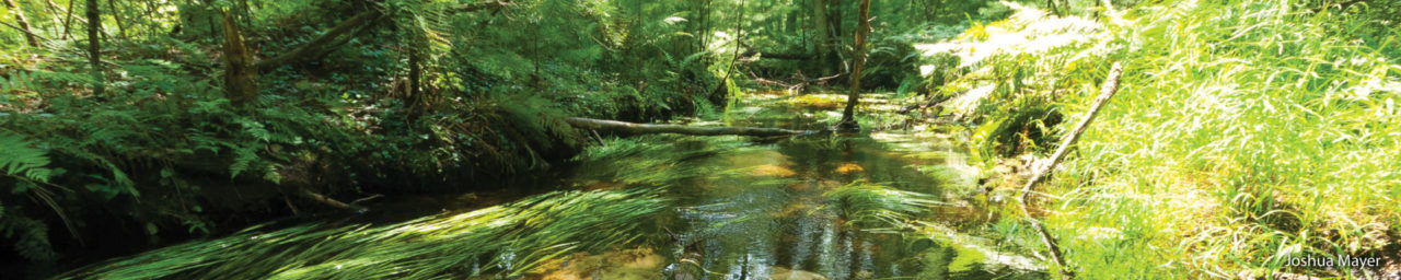 Wetland types | Wisconsin Wetlands Association