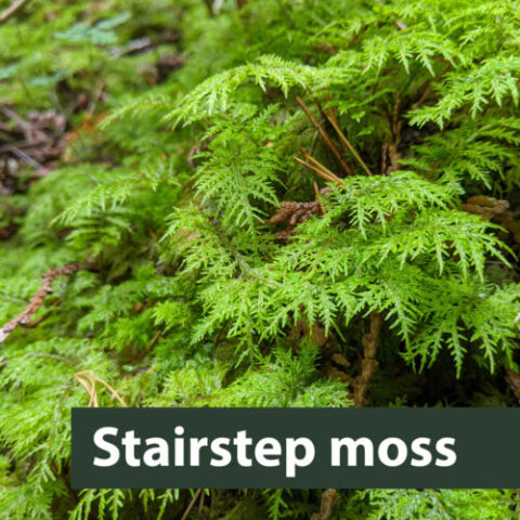 10 peatland bryophytes you should know | Wisconsin Wetlands Association