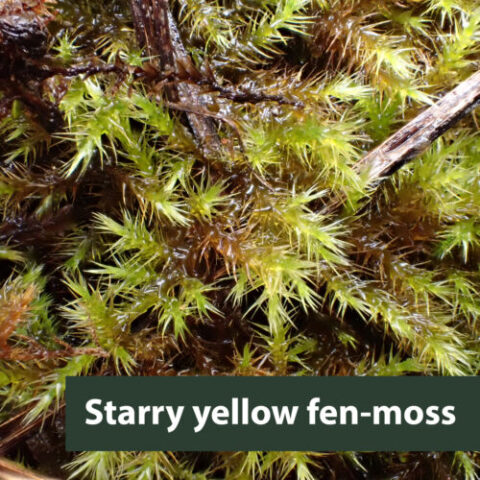 10 peatland bryophytes you should know | Wisconsin Wetlands Association