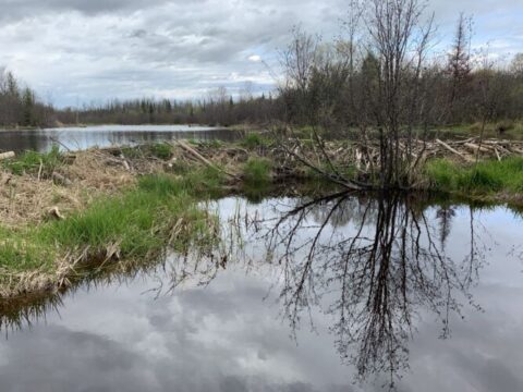 The wonder, beauty, and utility of wetlands | Wisconsin Wetlands ...