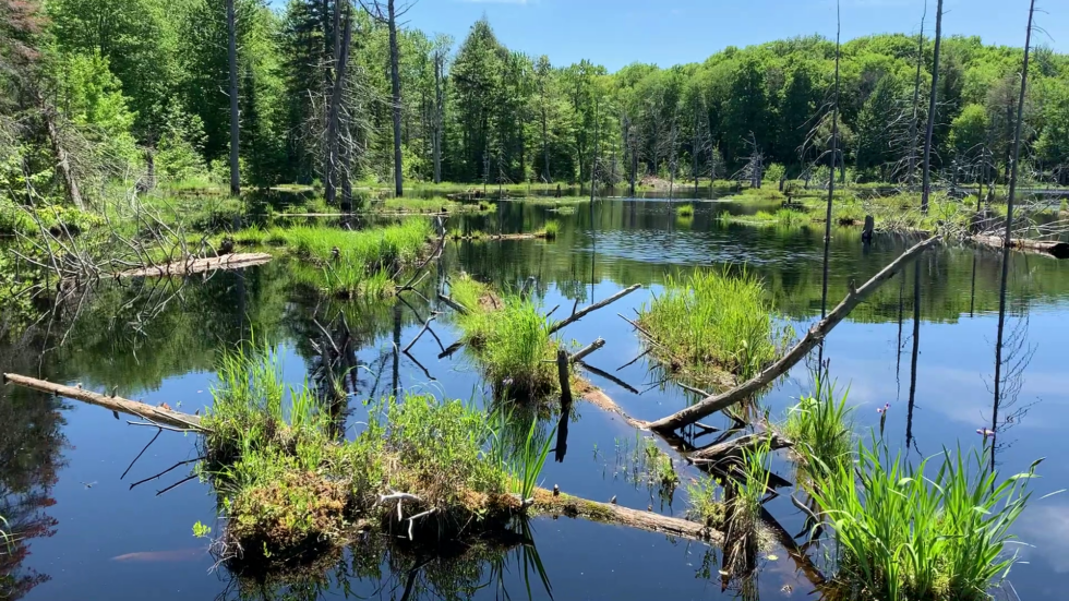 Updates | Wisconsin Wetlands Association