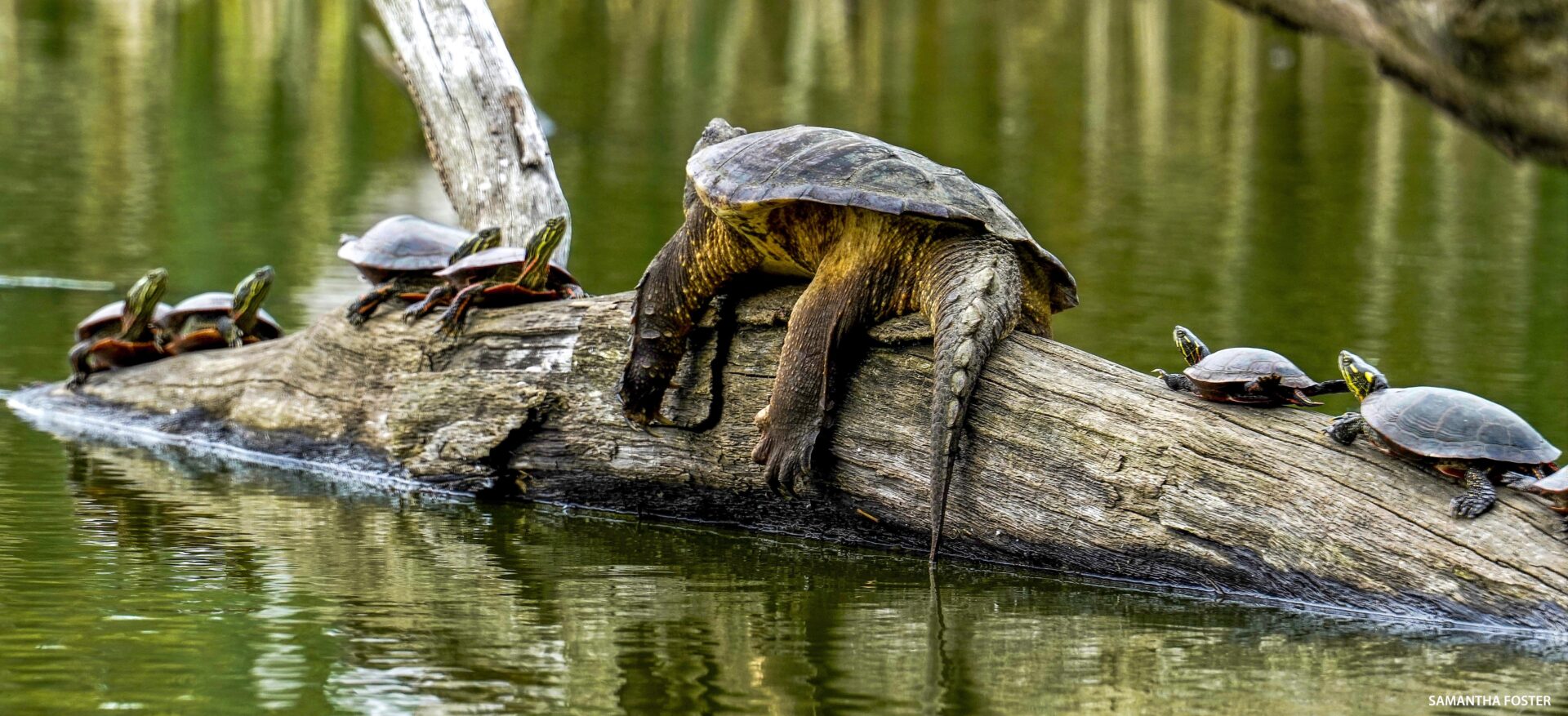 Turtles every Wisconsin wetland lover should know | Wisconsin Wetlands ...