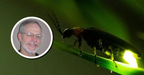 Wetland Coffee Break: Taxonomy, natural history, and conservation of ...